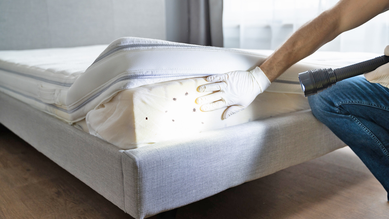 Tratament cu ploșnițe la Institutul “Marius Nasta” - Lovitura de Presa